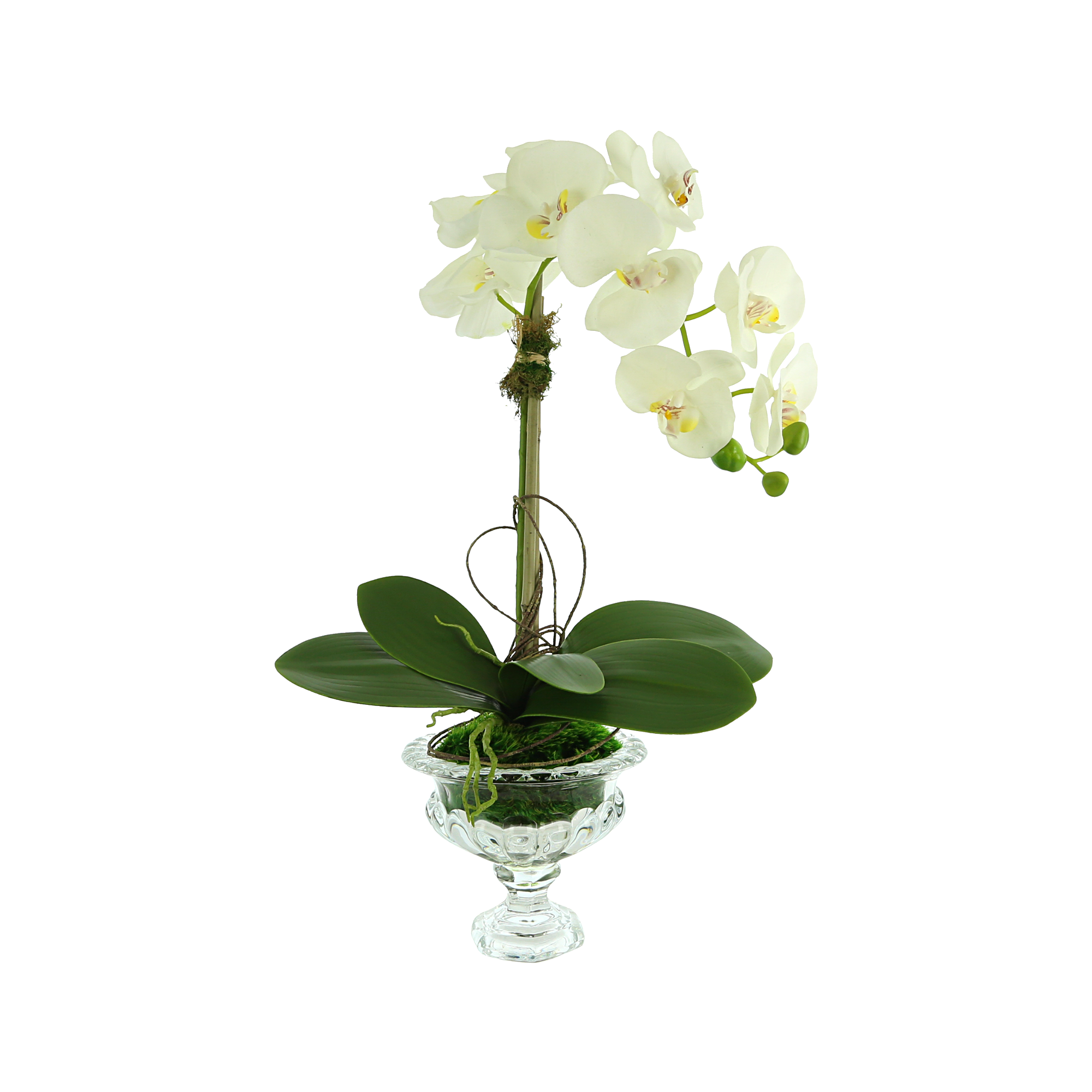 Orchid Arrangement In A Glass Pedestal Vase With Orchid Leaves And ...